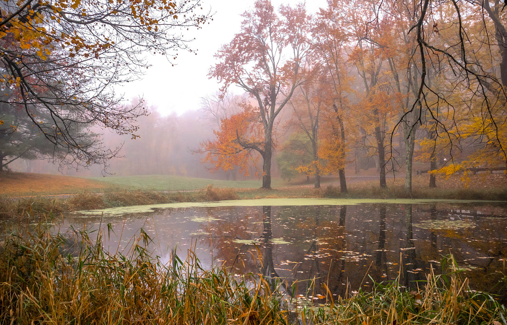 For fog lovers by Antonina Yanovska / 500px