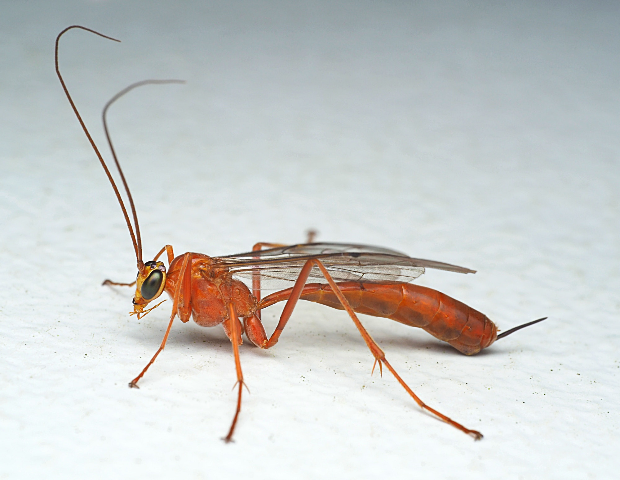 Orange Wasp! by Tom Musson / 500px
