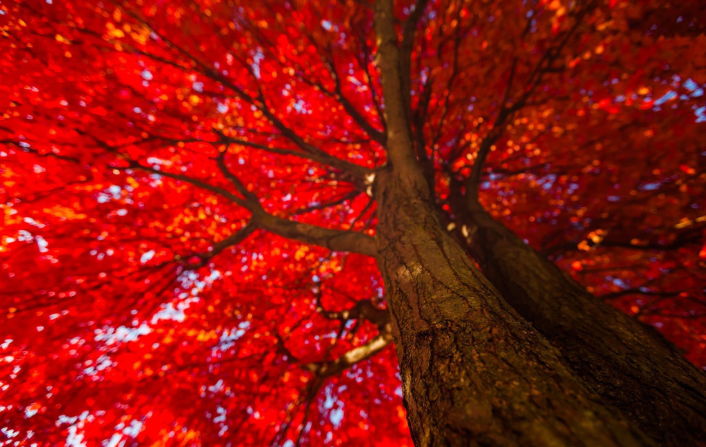 Red Umbrella by Ahmad Kamal / 500px