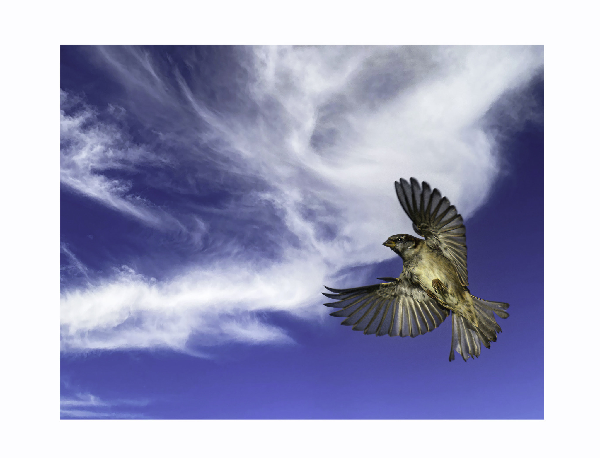 flying sparrow by Daniel Bilcliff / 500px