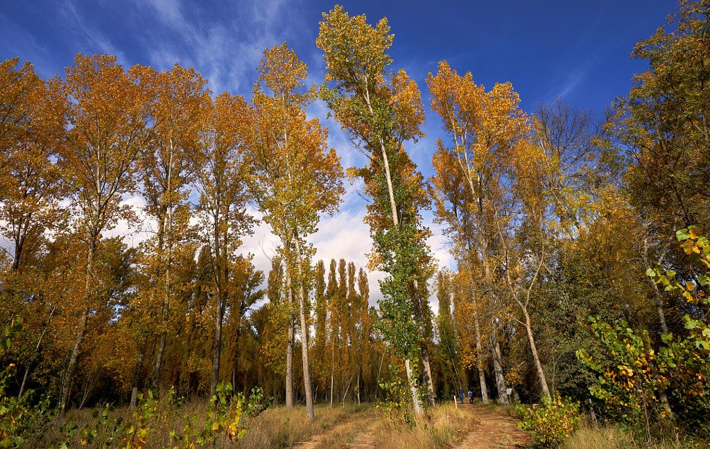 Tall trees, little people 01 by Juan Madriz / 500px