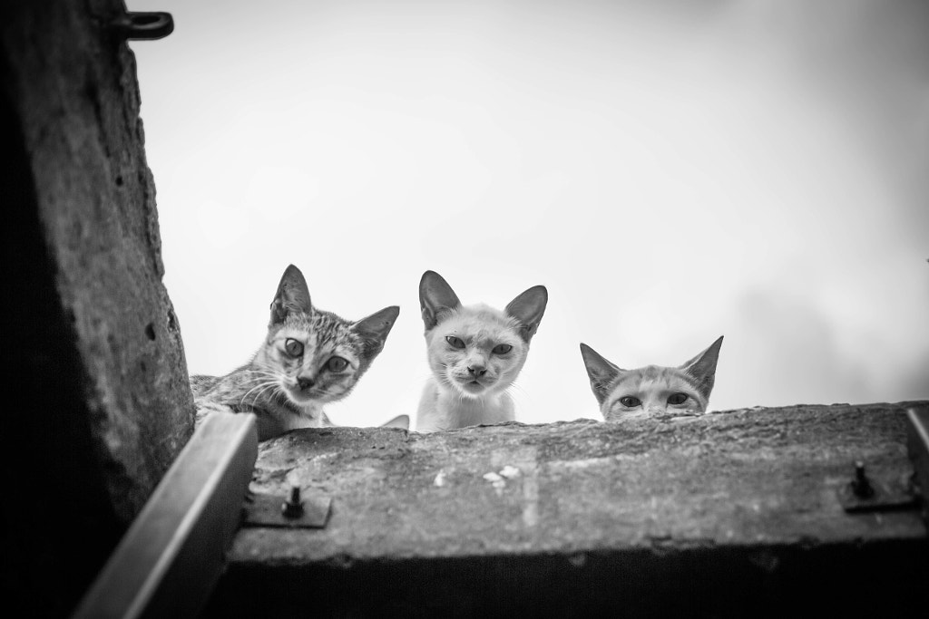 The Three Musketeers by Annie McDougall / 500px