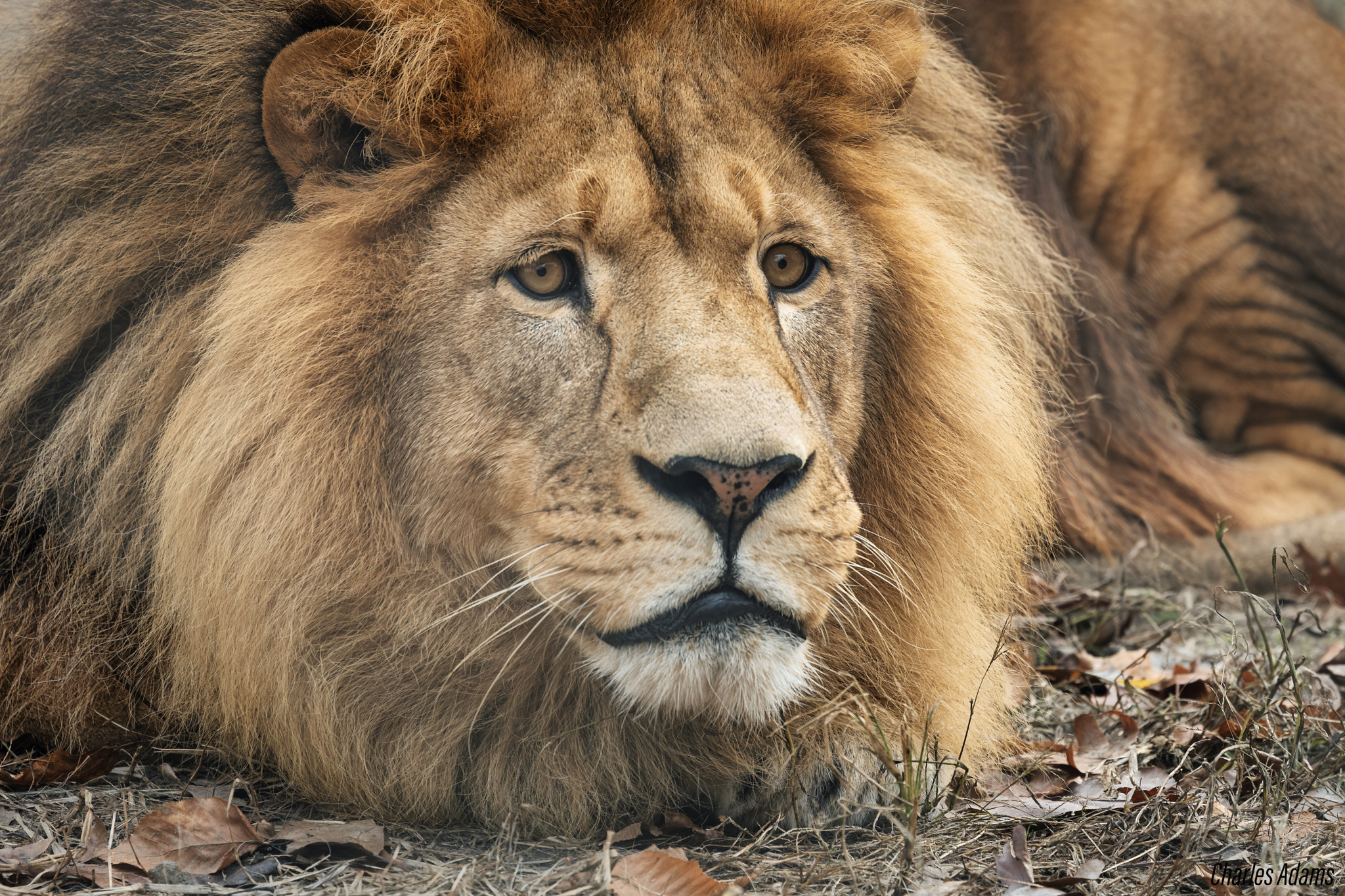 Lion You Have My Attention by Charles Adams / 500px