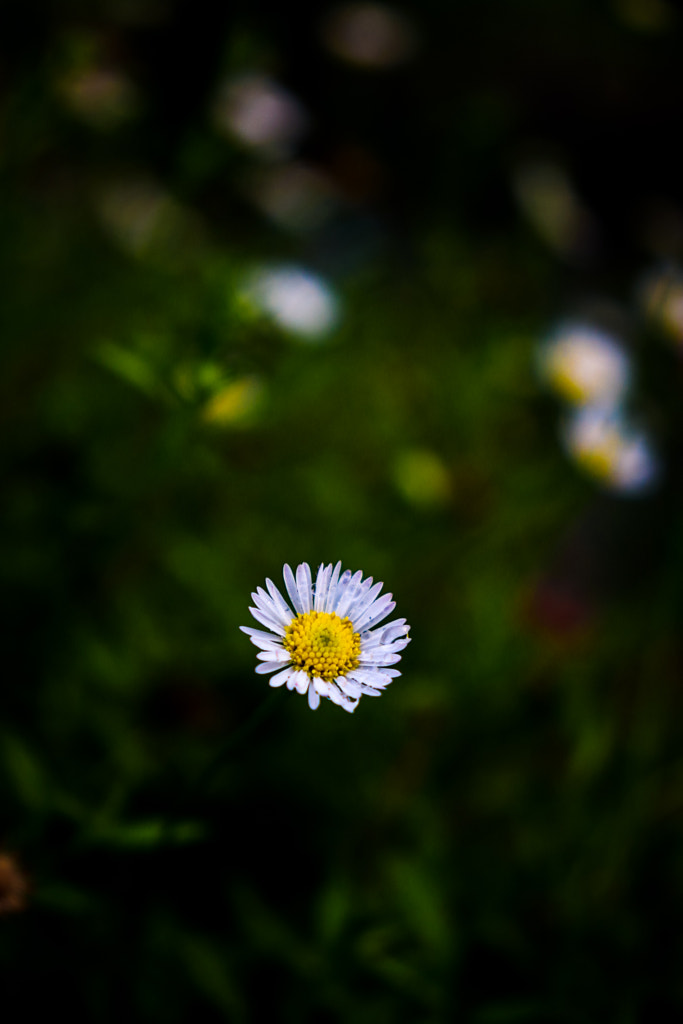 20220719185031_IMG_3135 by Pratik Pohokar / 500px