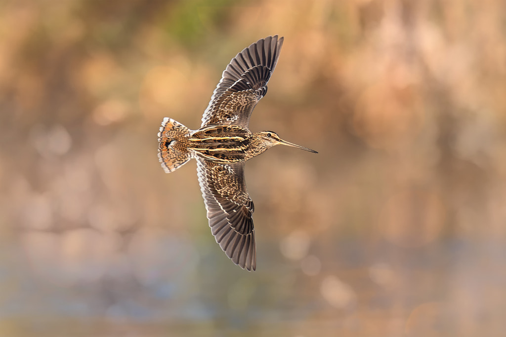 Snipe flying outdoors by Fabio Genovieri / 500px