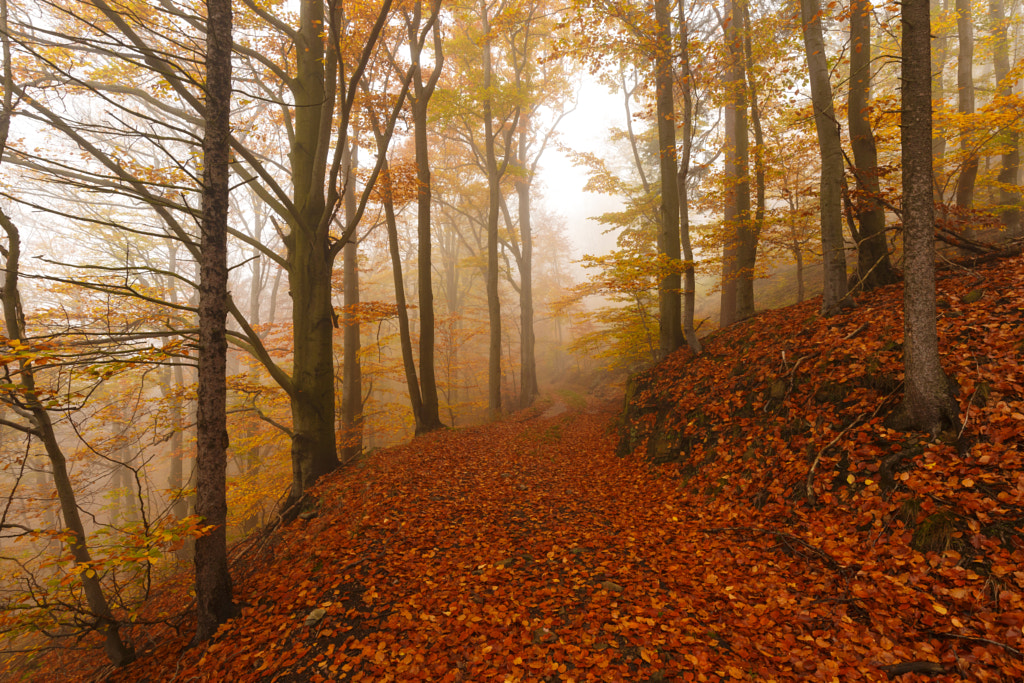 Autumn forest walk by Jan Drahokoupil / 500px