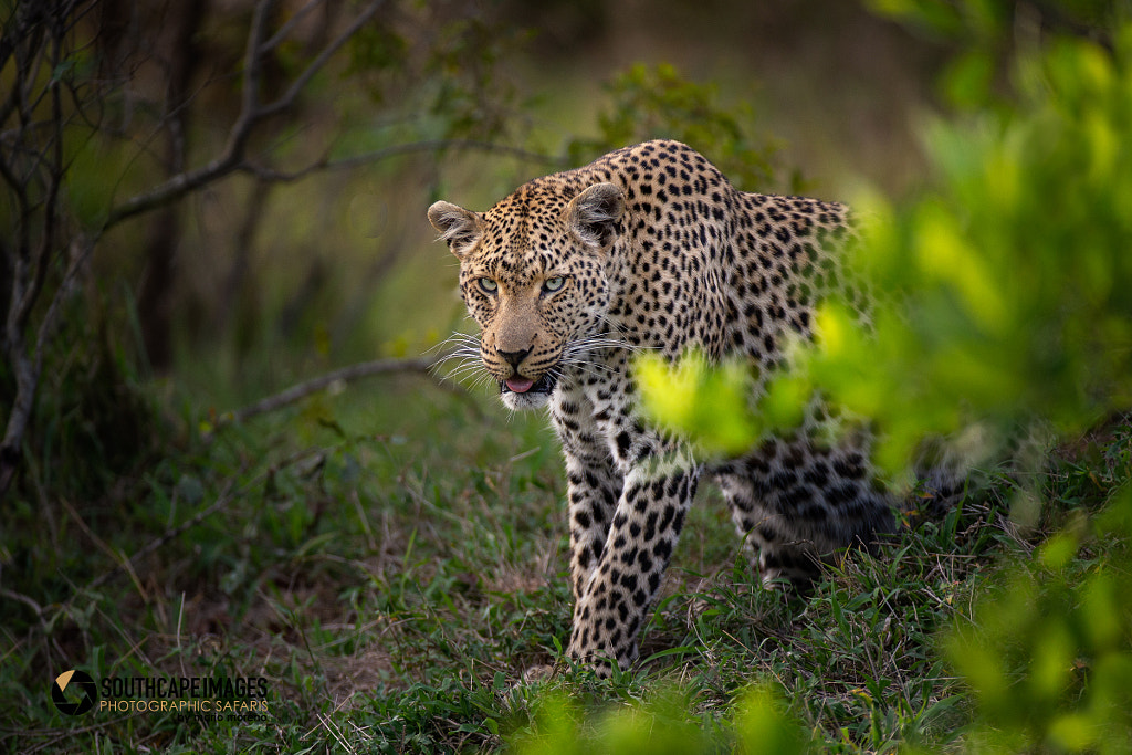 TIYANI by Mario Moreno / 500px