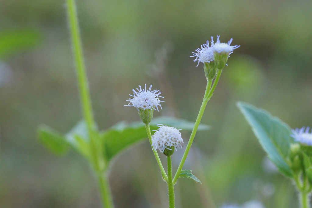 Tiny flower by Gavin Gan / 500px