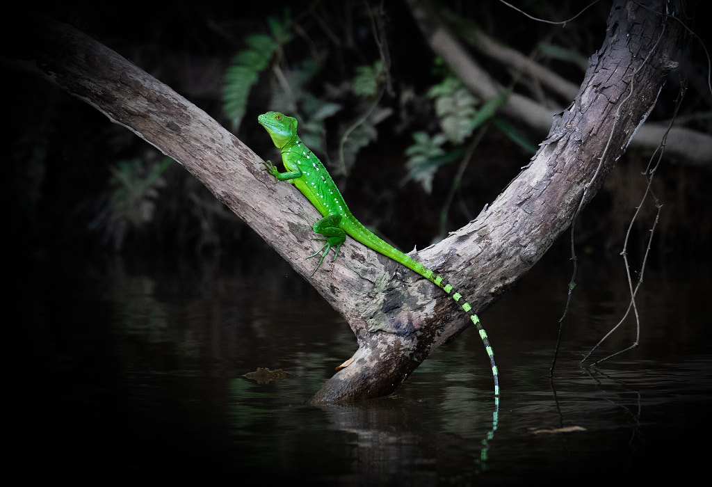 Basiliscus (lizard) by Werner Lippert / 500px