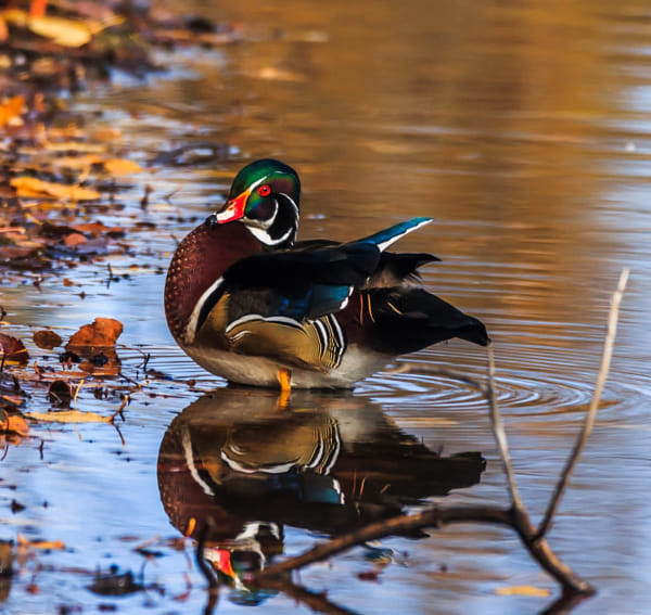 Wood duck by Alan McCollough | 500px