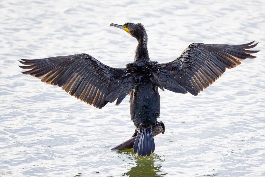 After fishing (Great Cormorant) by Patrick Gallet / 500px