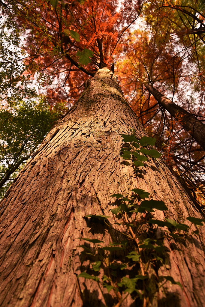 autumn trunk by Carlotta Ricci / 500px