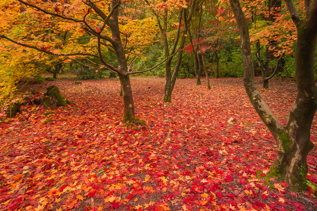 Autumn Colours by Sarah C / 500px