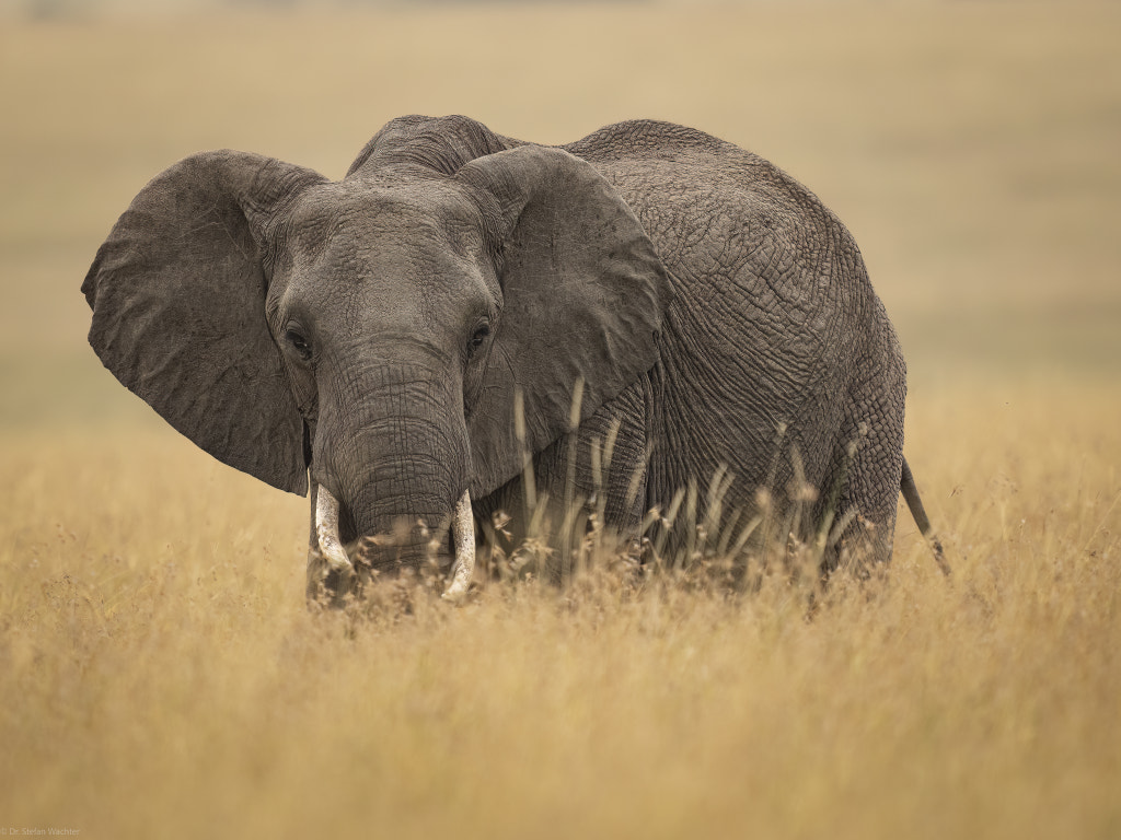 sole elephant by Stefan Wachter / 500px
