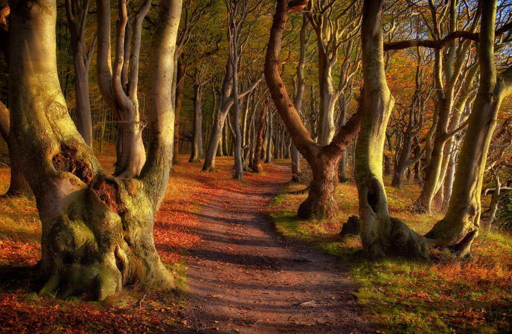 The mystic forest by Ole Skipper Nielsen / 500px