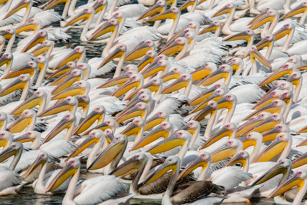 Pelican migration by Natalia Rublina / 500px