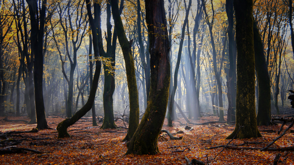 Trees in forest during autumn by Saskia Dingemans / 500px