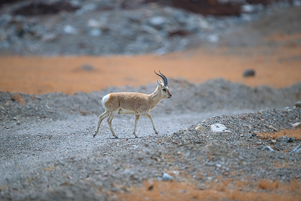 Cute antilope by Sudipta Chakraborty / 500px
