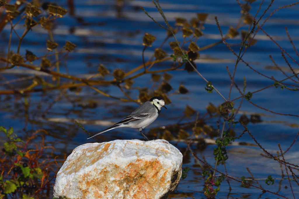 bird on stone by Georgi Hristozov / 500px