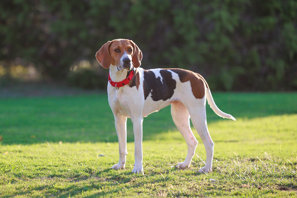 Coonhound Profile with Backlighting by Vince Curletta / 500px