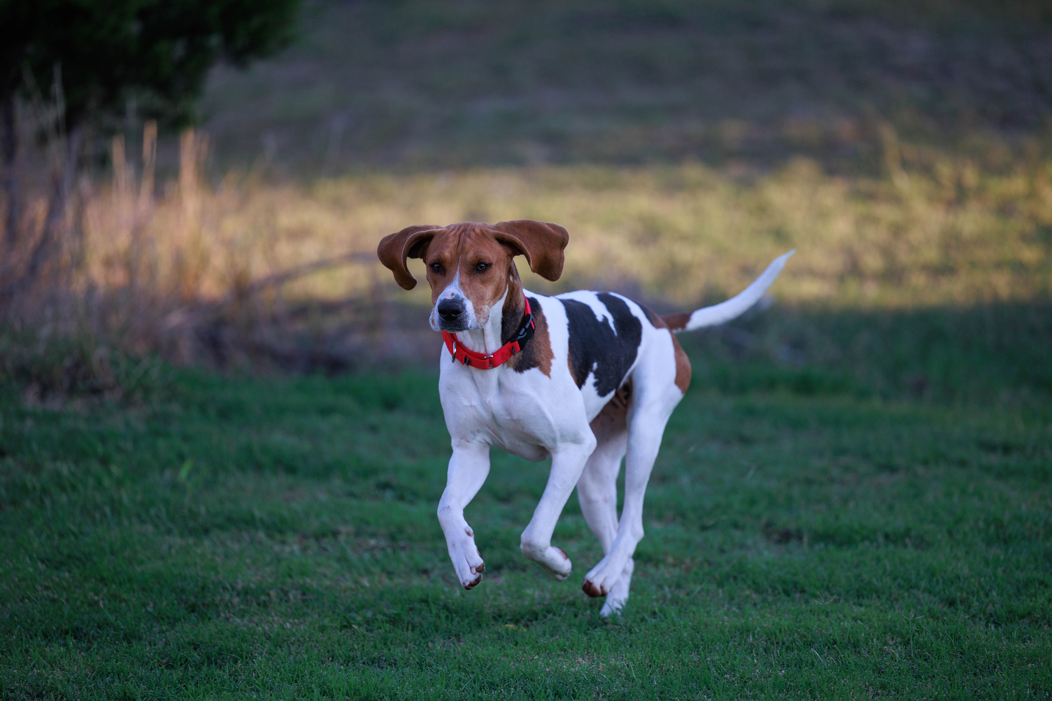 Hound Dog Running by Vince Curletta / 500px