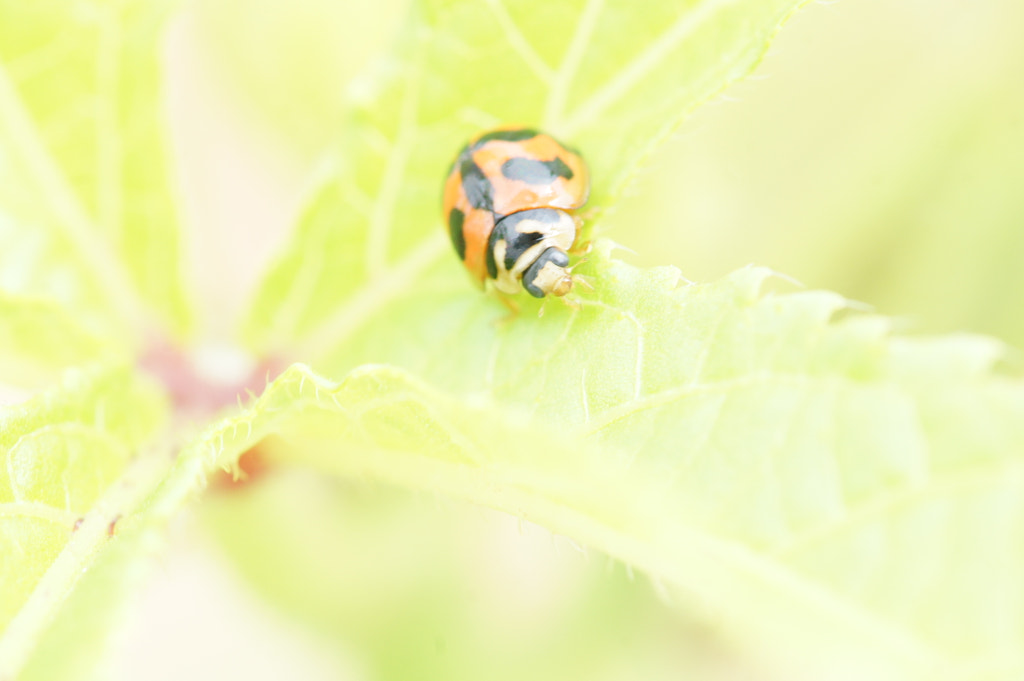 Ladybug by Gavin Gan / 500px