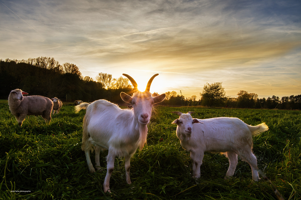 the holy goat by Peter Fasse / 500px