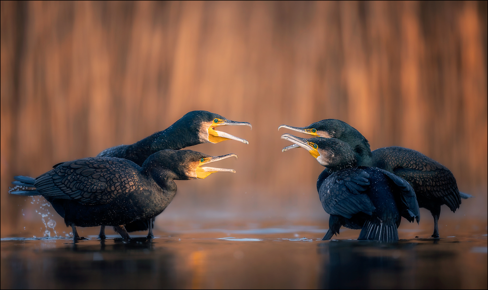 birds chatting by Georg Scharf / 500px