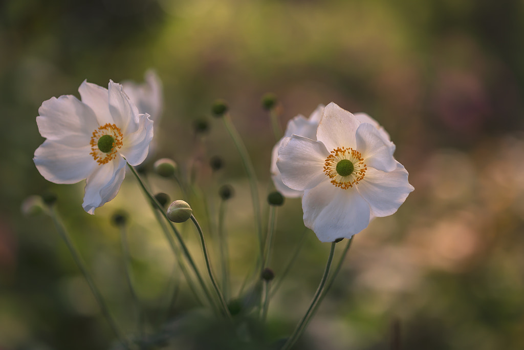 Close-up of white Japanese autumn-anemones by edithnero / 500px