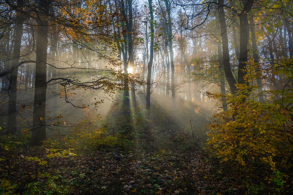 To go through the forest, up above the fog.. by Szilard Jozsa / 500px