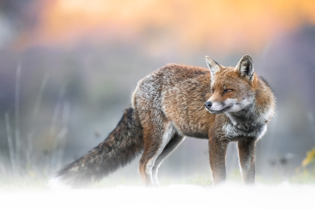 FOX by marco vancini / 500px