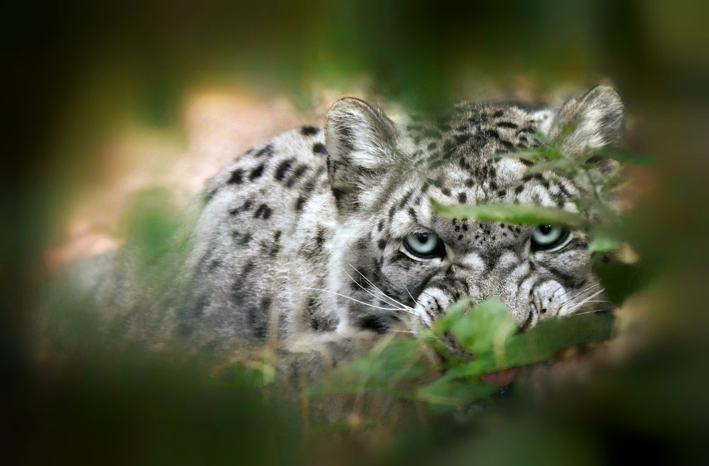 Snow leopard by Anna Valova / 500px