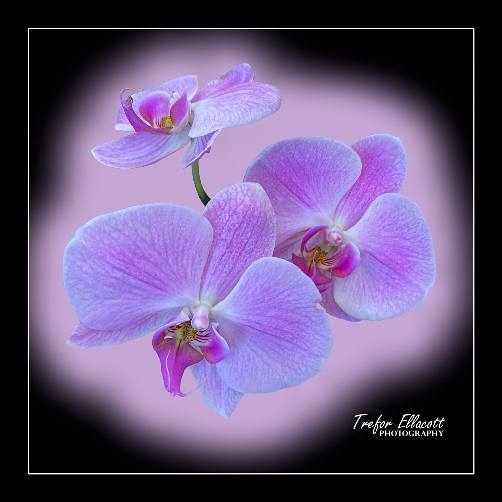 Pansy Orchid (Miltoniopsis) 22_02 by Trefor Ellacott / 500px