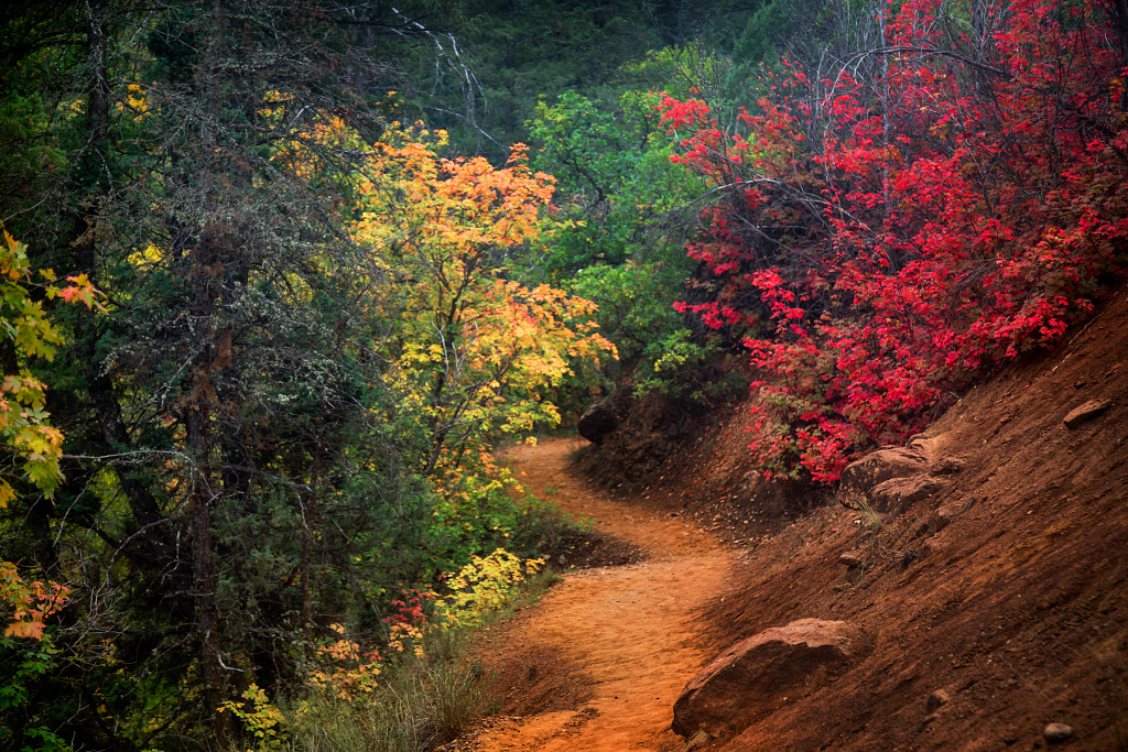 Deep Autumn by Laura Bellamy / 500px