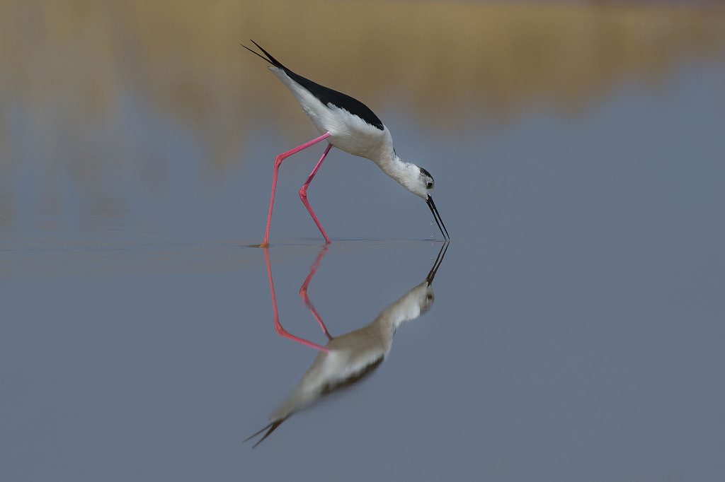 Northern Lapwing by 이담 / 500px
