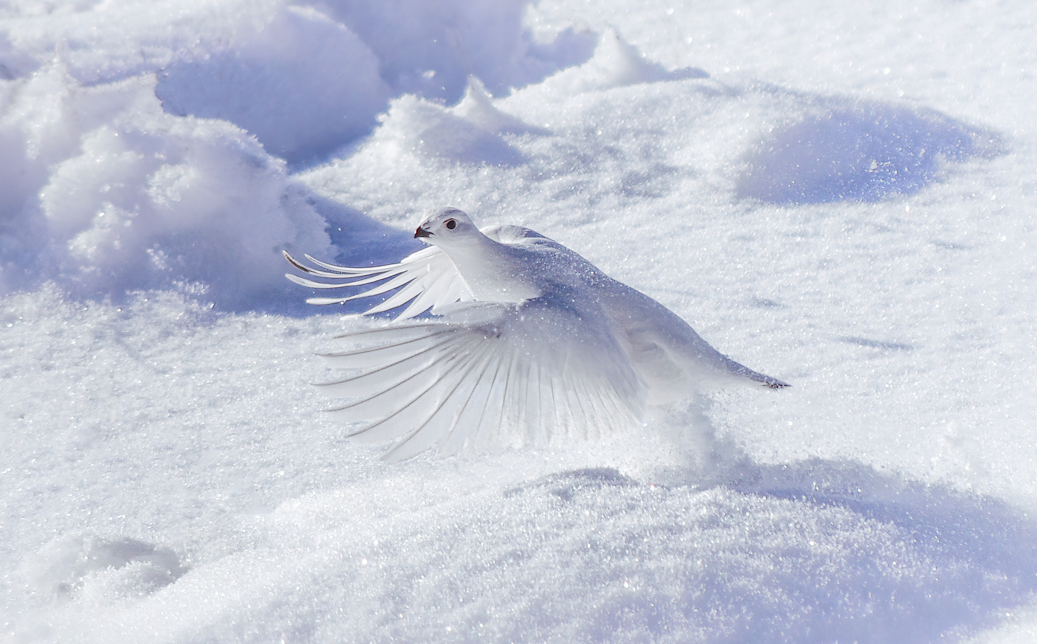 An angel in take off by Jørn Allan Pedersen / 500px