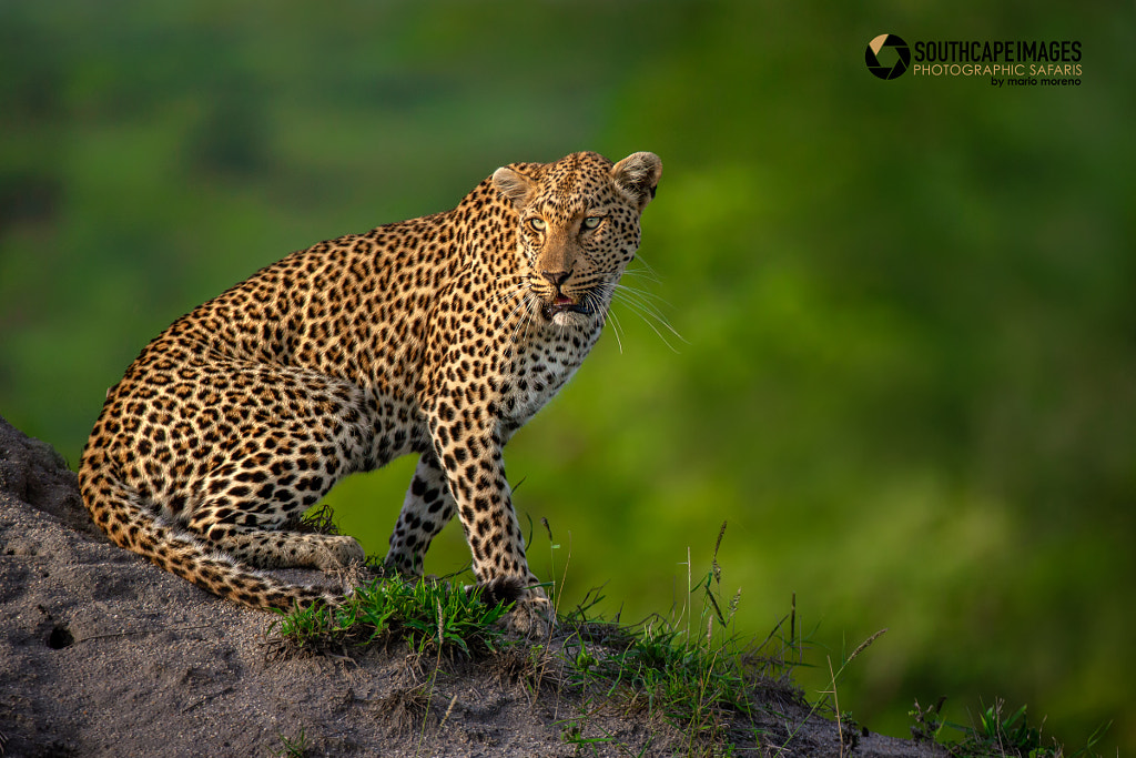 TIYANI ON A MOUND by Mario Moreno / 500px