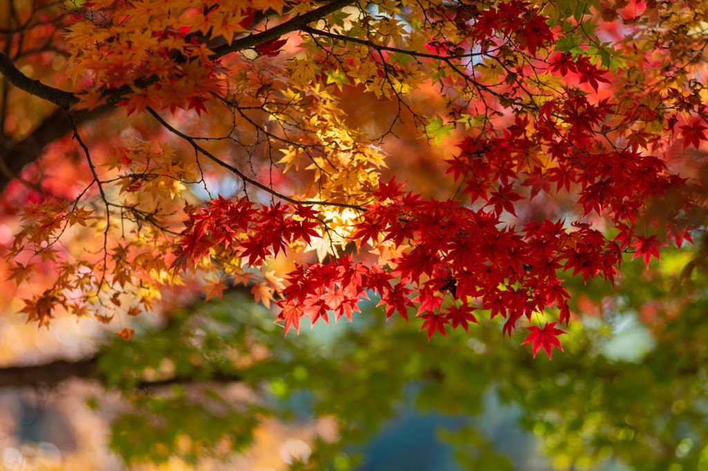 Autumn colors by Codewalker / 500px
