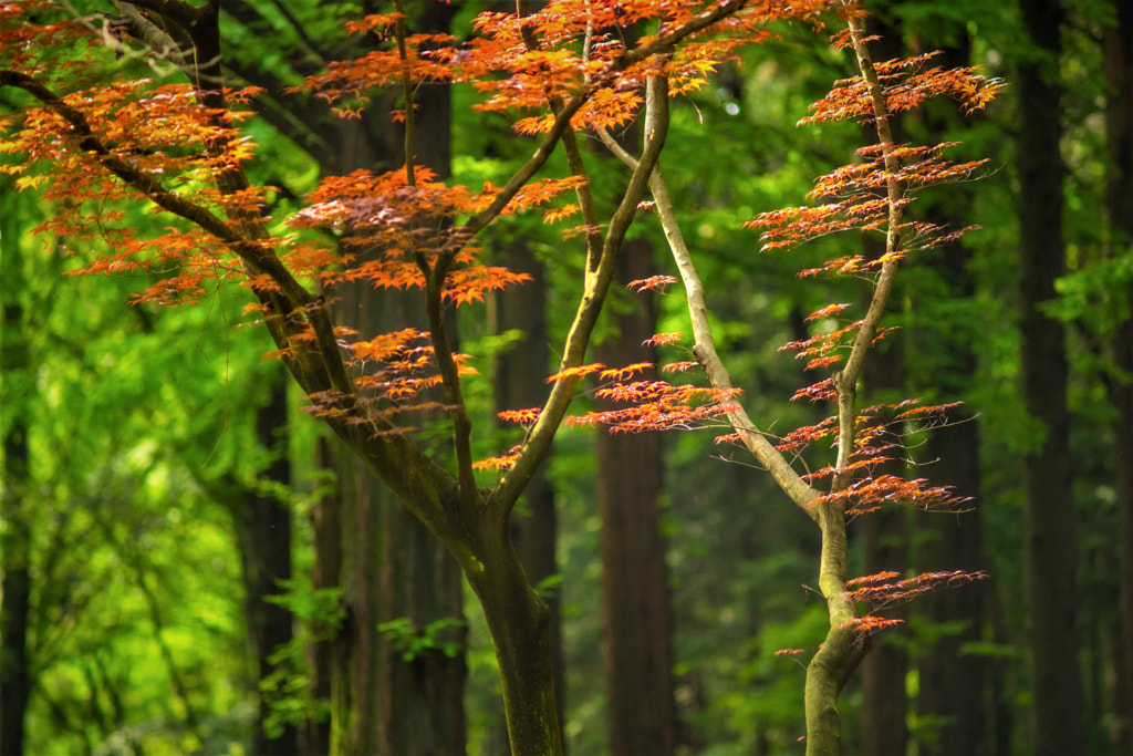 This autumn alone maple tree by future sung / 500px