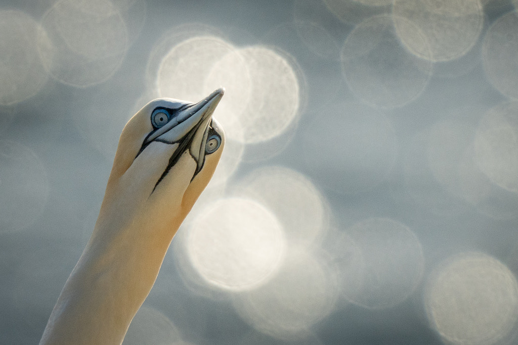 Gannet #2 by Dan Rooke / 500px