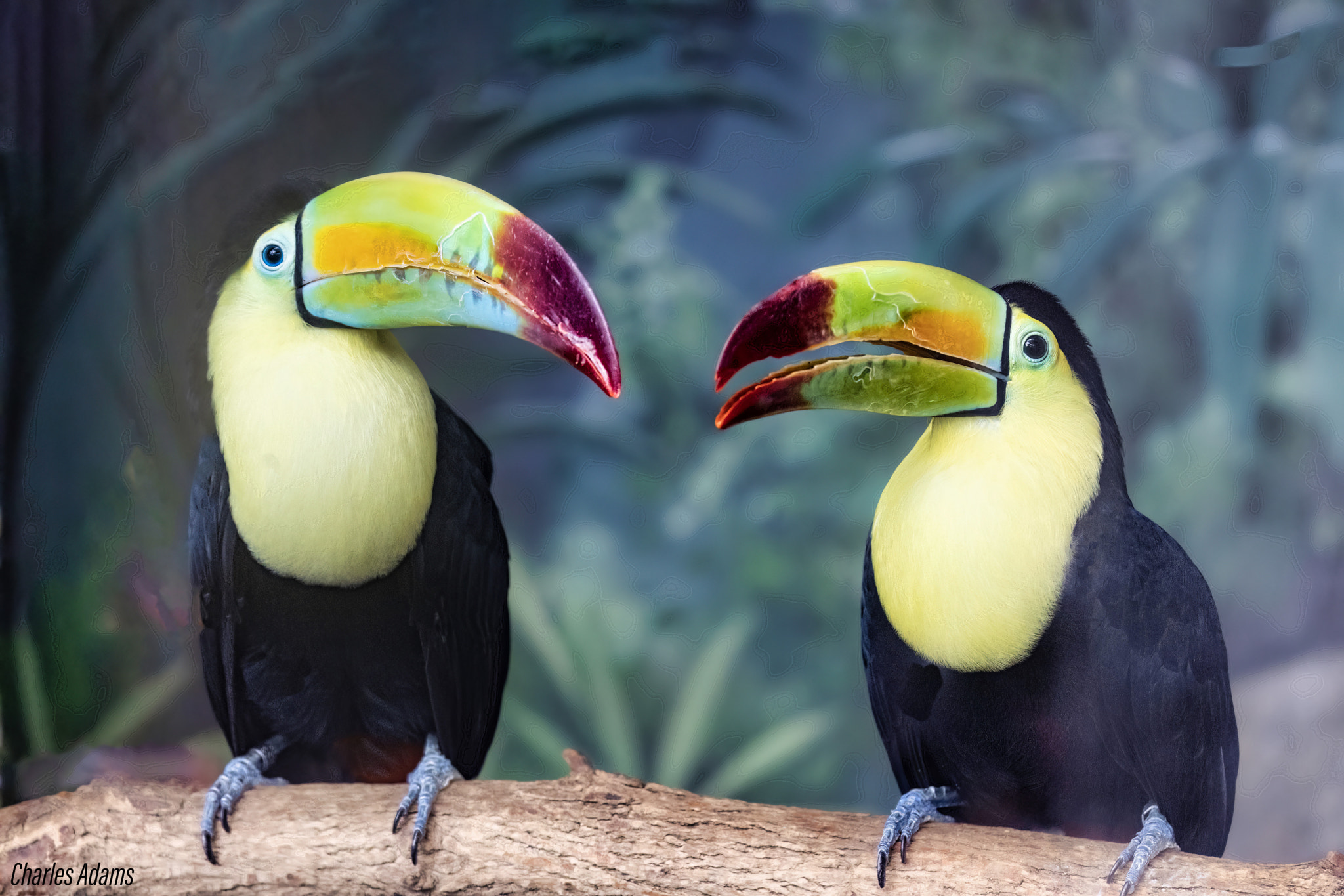 Keel-Billed Toucans Birds Of A Feather by Charles Adams / 500px