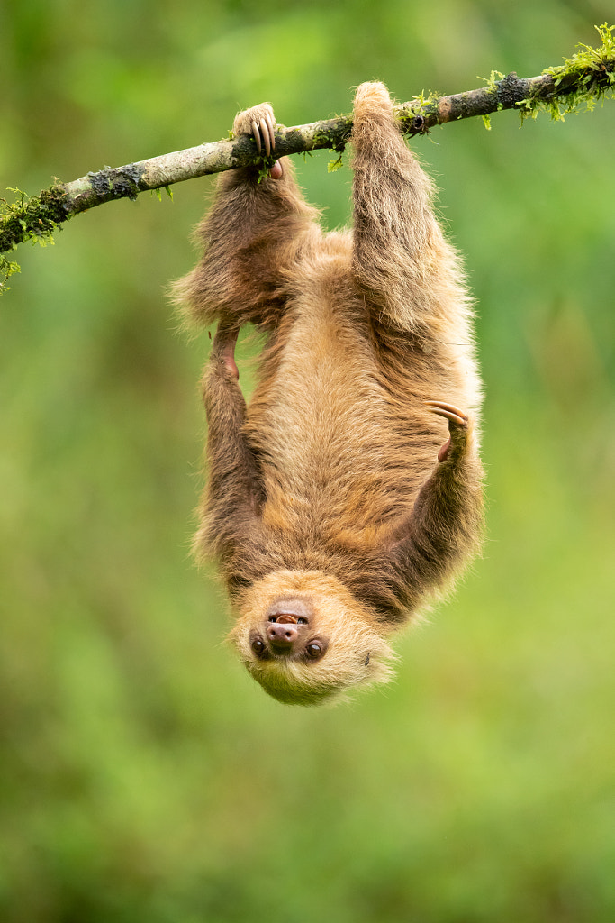 Hoffmann's two-toed sloth by Milan Zygmunt / 500px