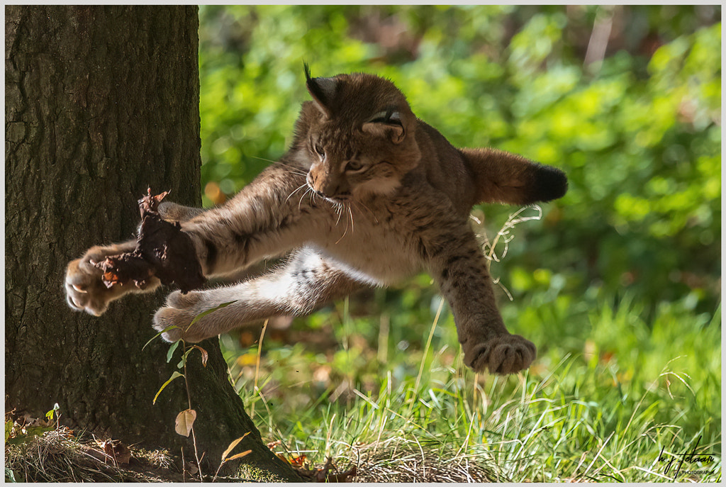 the flying lynx by Hermann-Josef Telaar / 500px