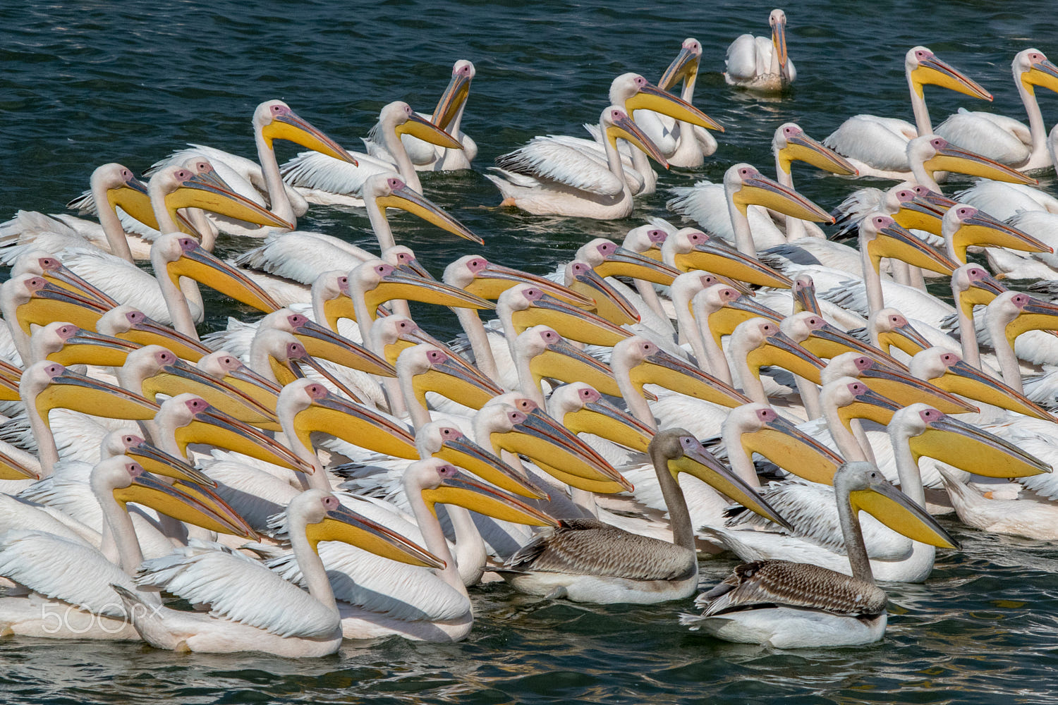 Pelican migration by Natalia Rublina / 500px