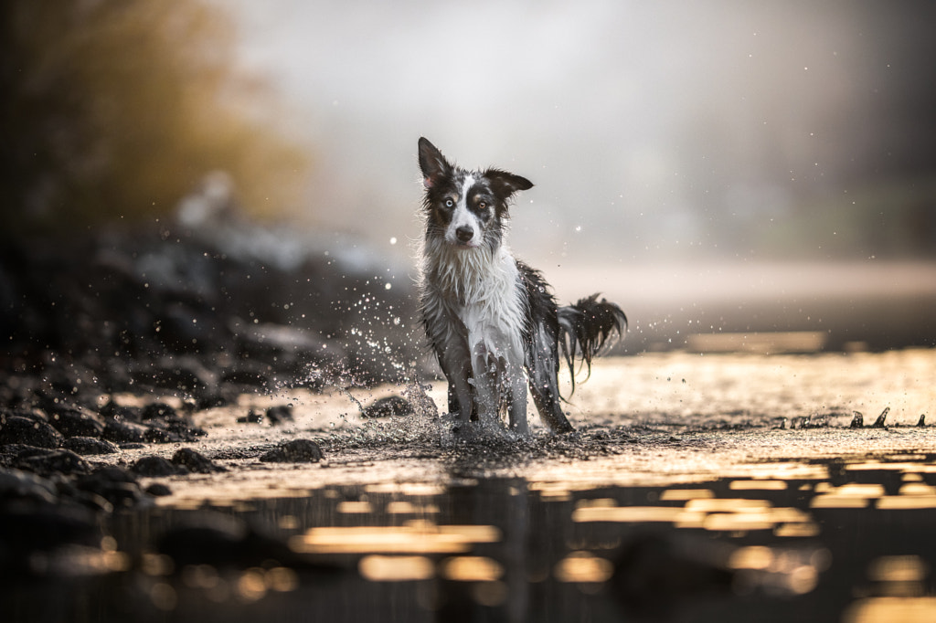 Dog standing in the lake by Iza Łysoń / 500px