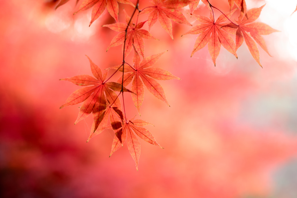 red autumn... by Morosoph Yun / 500px