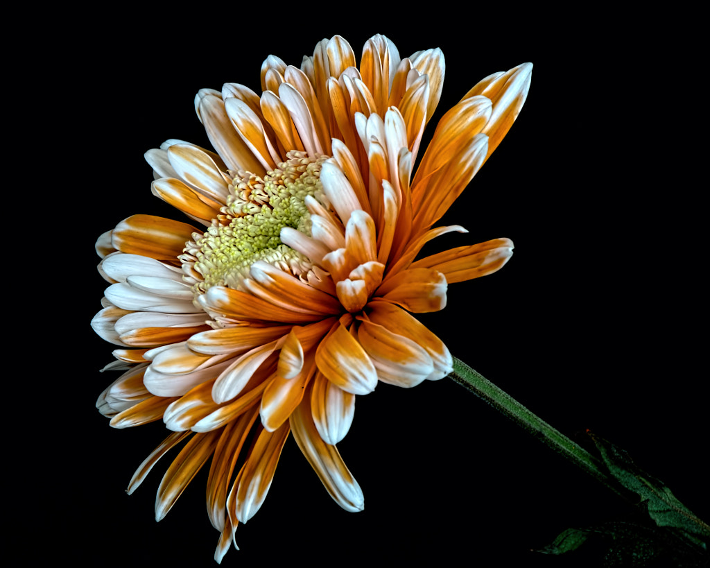 Orange White Bloom on Black 1111 by Thomas Jerger / 500px