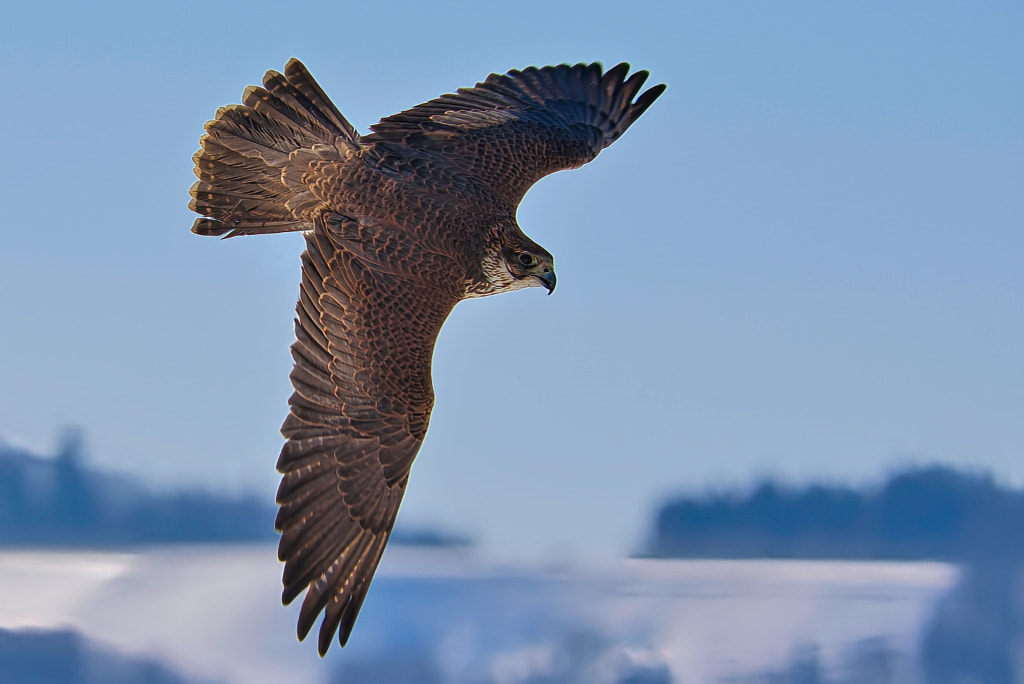 Falke im Flug by René Hablützel / 500px