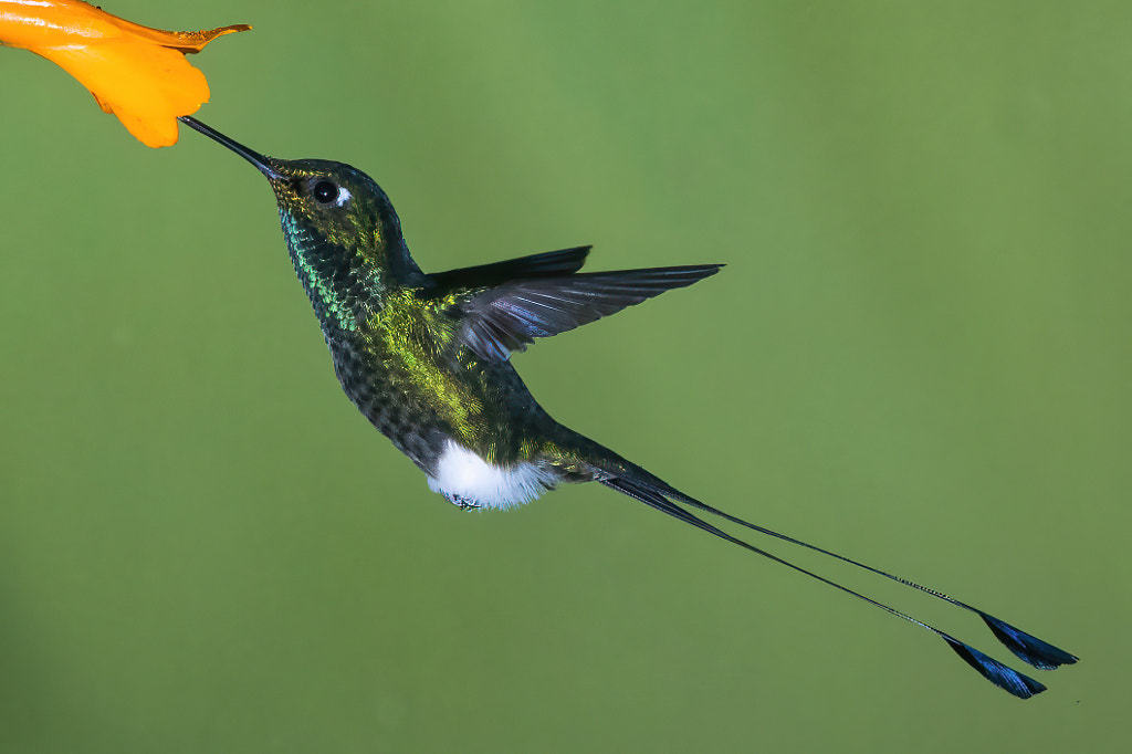 Racket Tailed Hummingbird by David Goodell / 500px