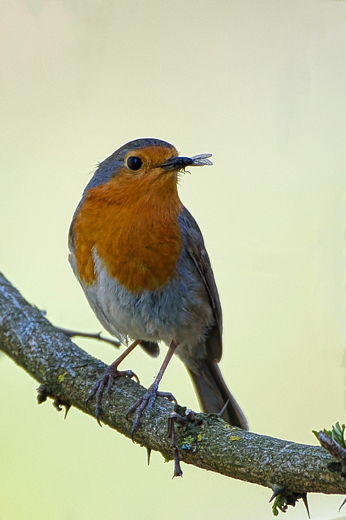 Rotkehlchen mit Mücke by René Hablützel / 500px
